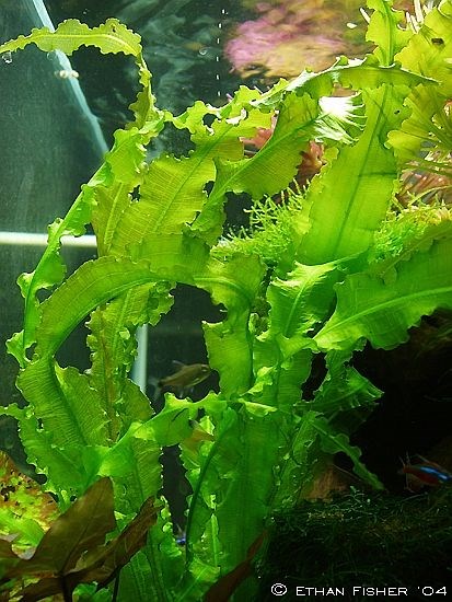 Aponogeton crispus - Ruffled / Crinkled or Wavy-edged Aponogeton ...