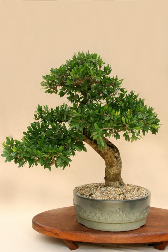 Ehretia rigida - Deurmekaarbos, Hottentot's lilac, Puzzle bush ...