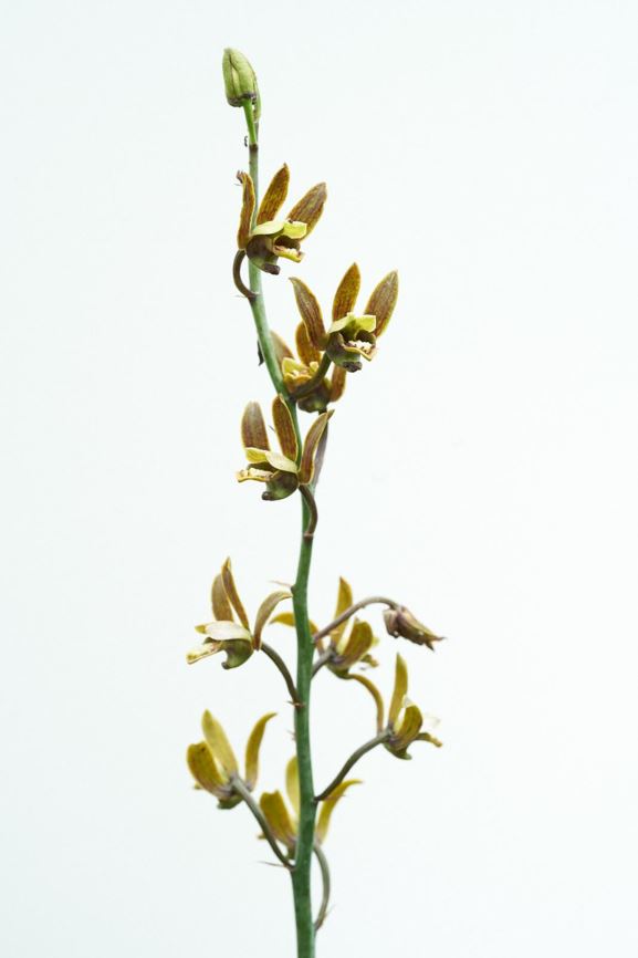 Eulophia parviflora - Orgidee, Orchid | Stellenbosch University ...