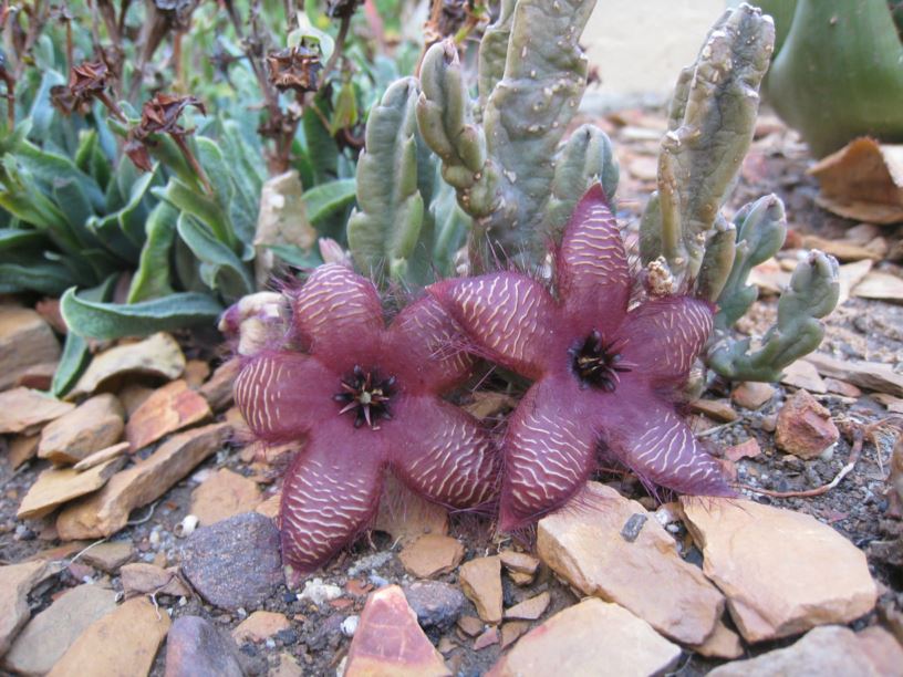 Ceropegia pulvinata var. glabricaulis | Stellenbosch University ...