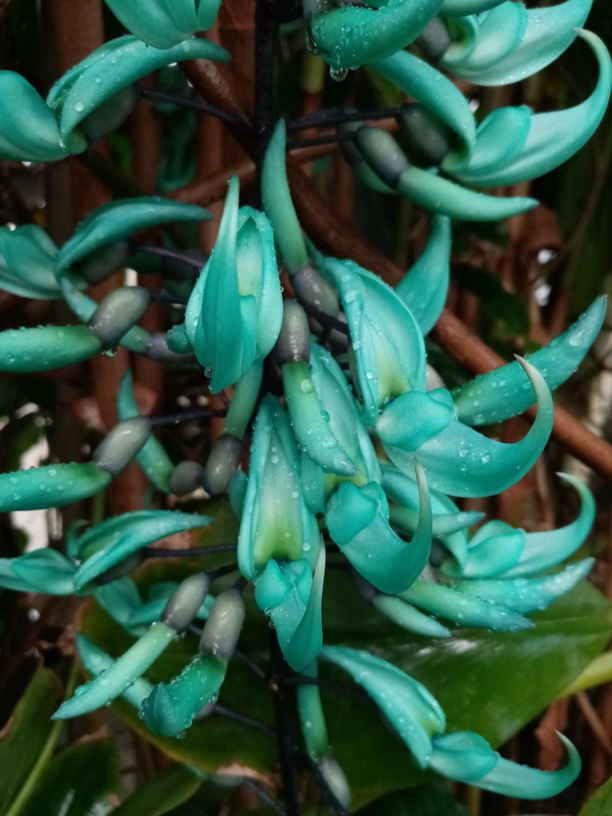 Strongylodon macrobotrys - Jade-rank, Jaspisklimop, Jade vine, Tayabak ...