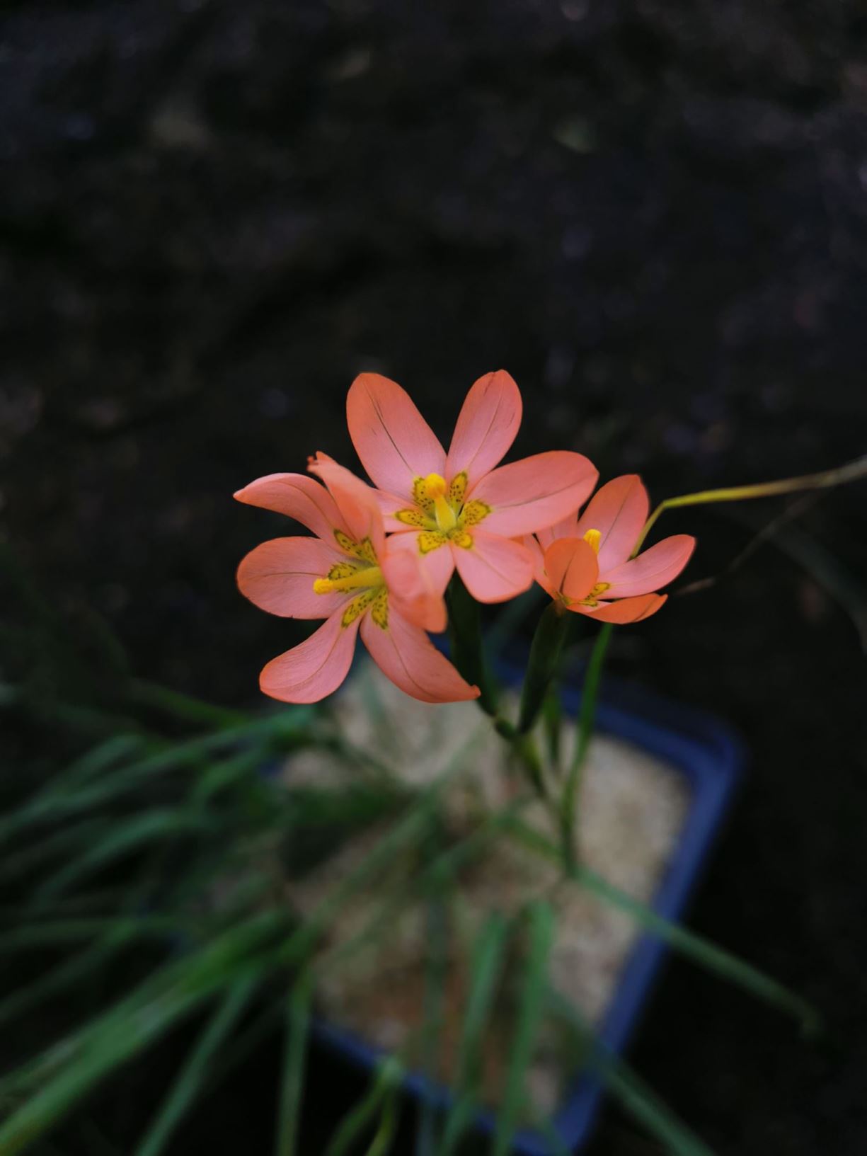 Moraea miniata | Stellenbosch University Botanical Garden, South Africa