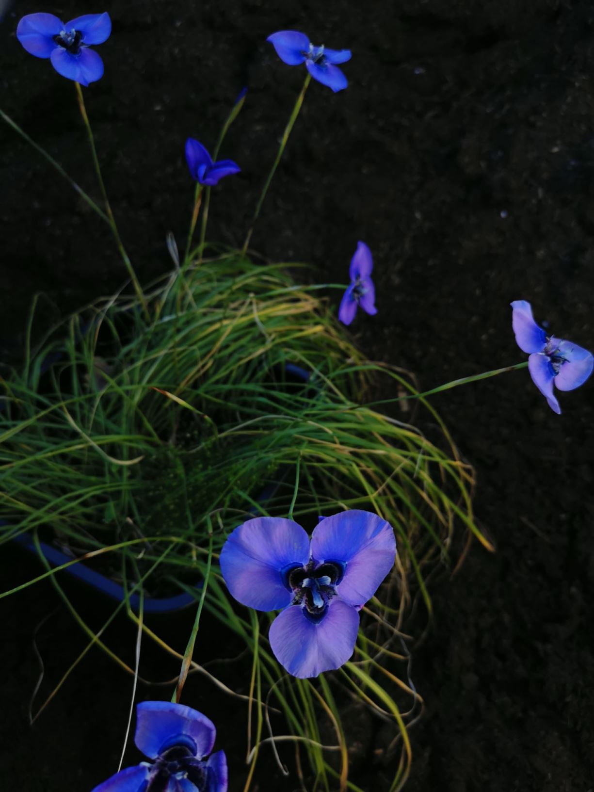 Moraea gigandra - Grootflappie, Perspienktulp, Purple-pink tulip ...