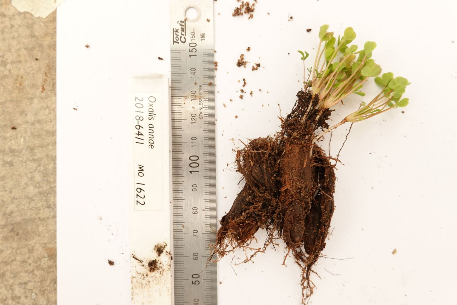 Oxalis annae - oxalis | Stellenbosch University Botanical Garden, South ...