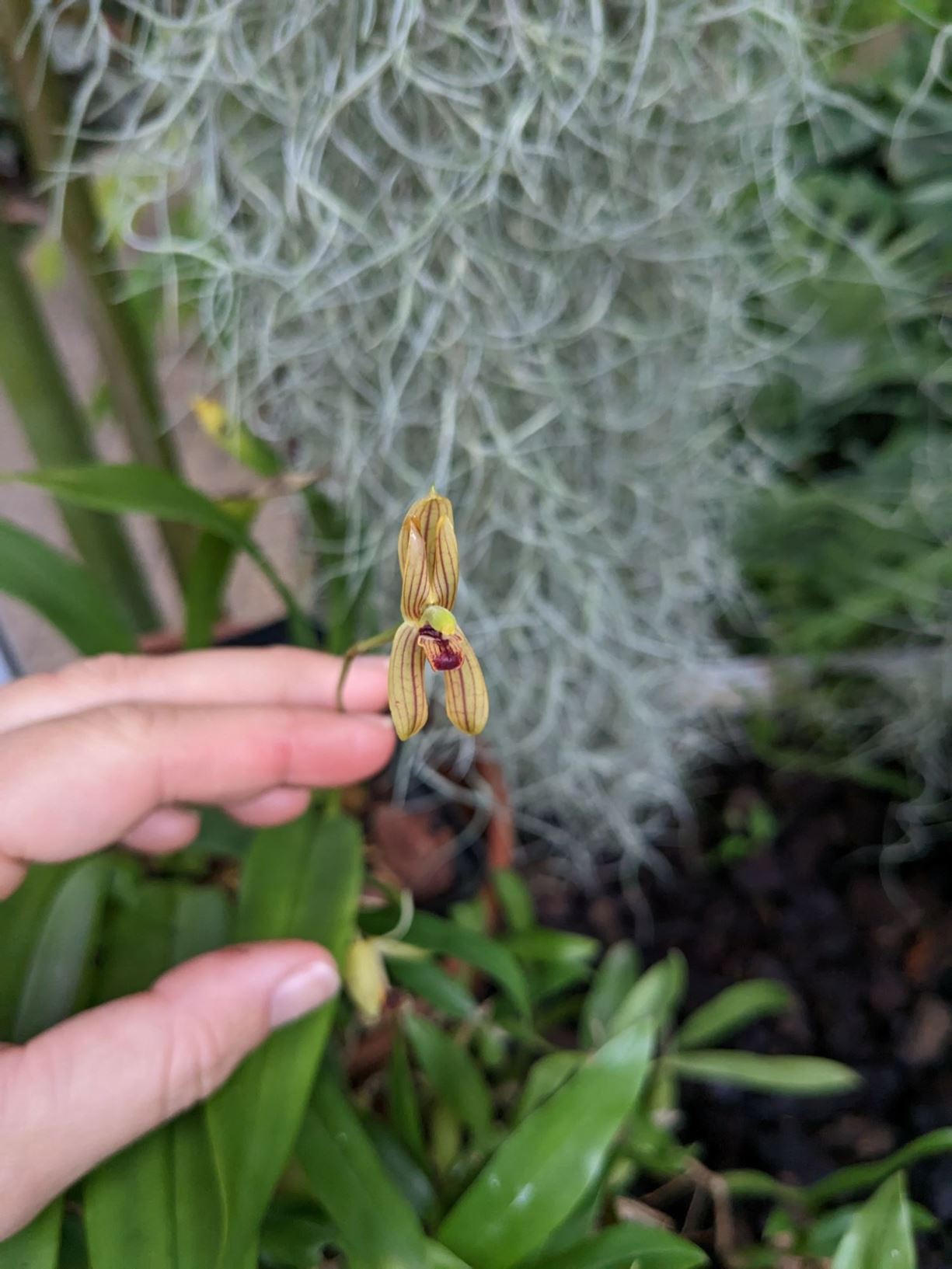 Mormolyca ringens - Rigid mormolyca | Stellenbosch University Botanical ...