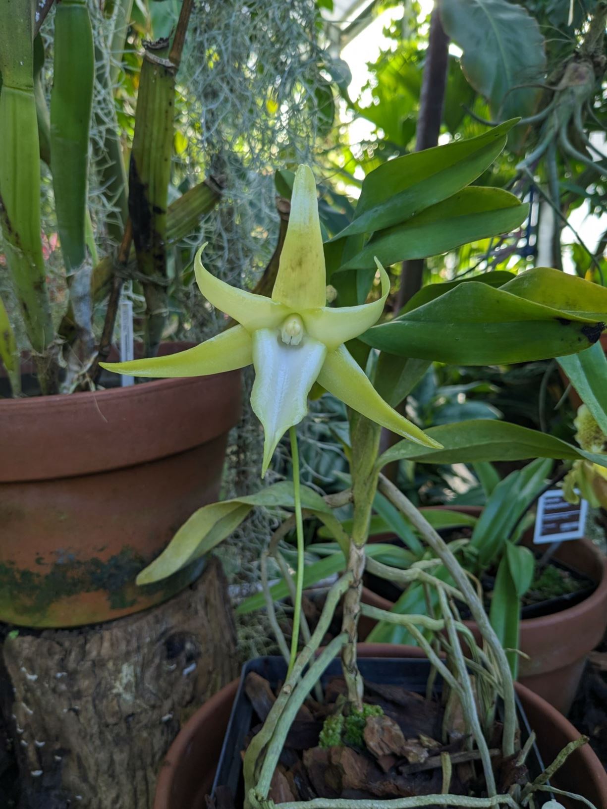 Angraecum sesquipedale - Darwin-se-orgidee, Darwin's orchid ...
