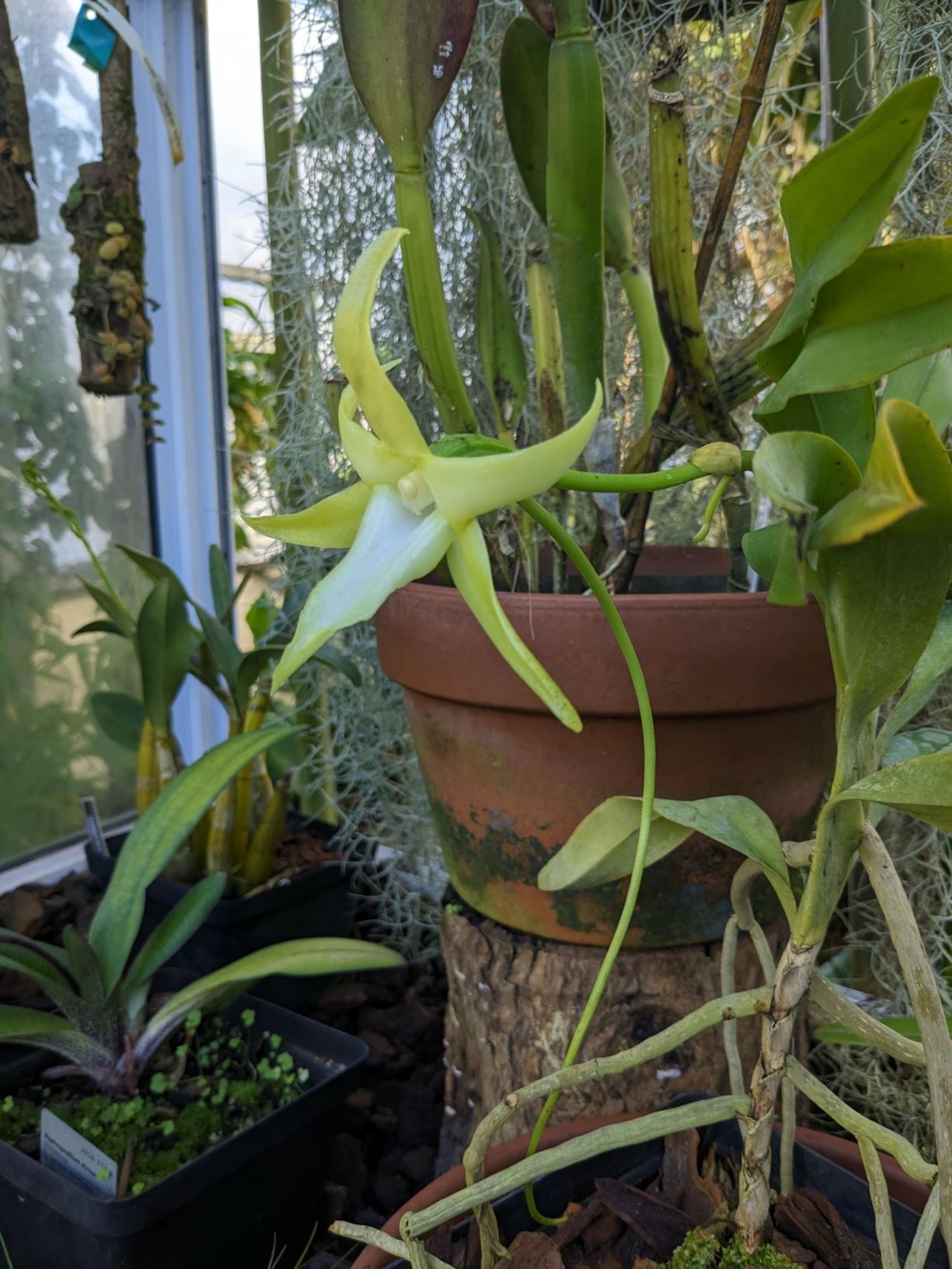Angraecum sesquipedale - Darwin-se-orgidee, Darwin's orchid ...