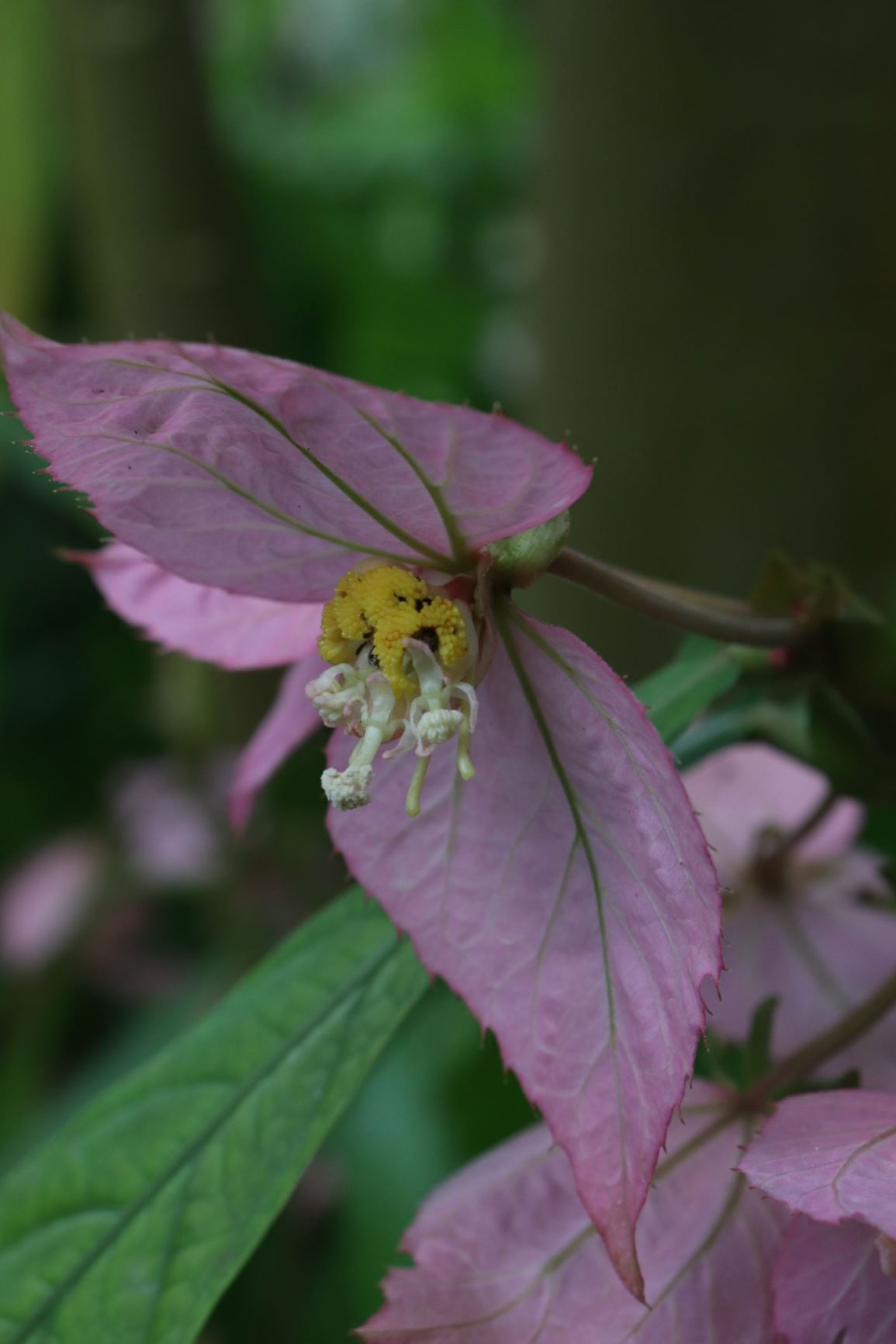 Dalechampia spathulata | Stellenbosch University Botanical Garden ...