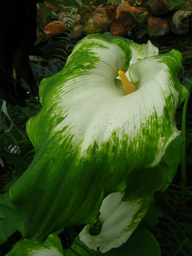 Zantedeschia aethiopica 'Green Goddess' - Wit varkoor, White arum lily ...
