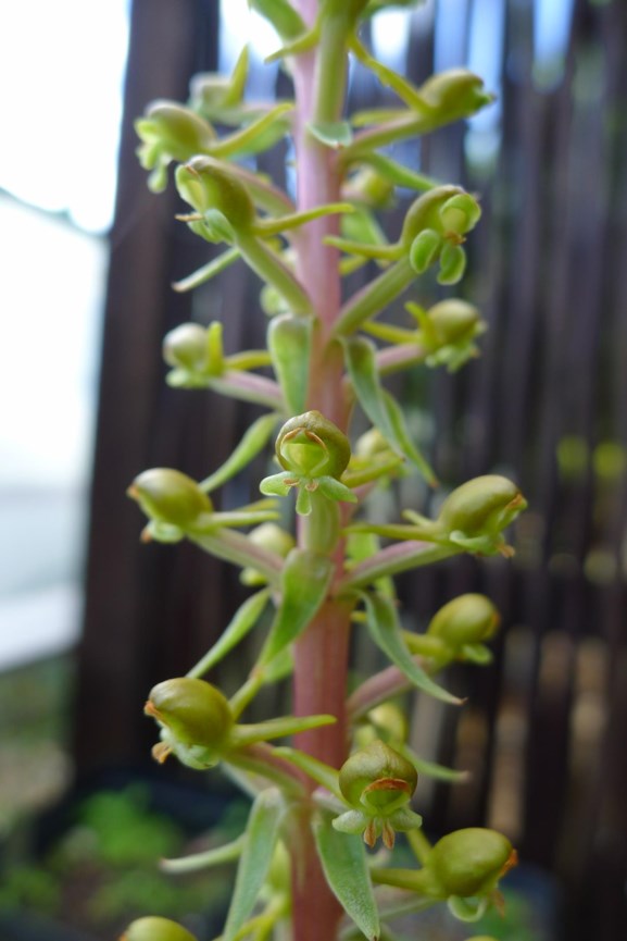 Satyrium parviflorum - Devil orchid, Ilabatheka Elikhulu Elibomvu ...