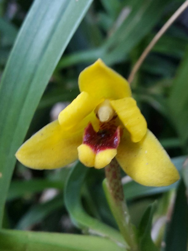 Maxillaria variabilis - Variable maxillaria | Stellenbosch University ...