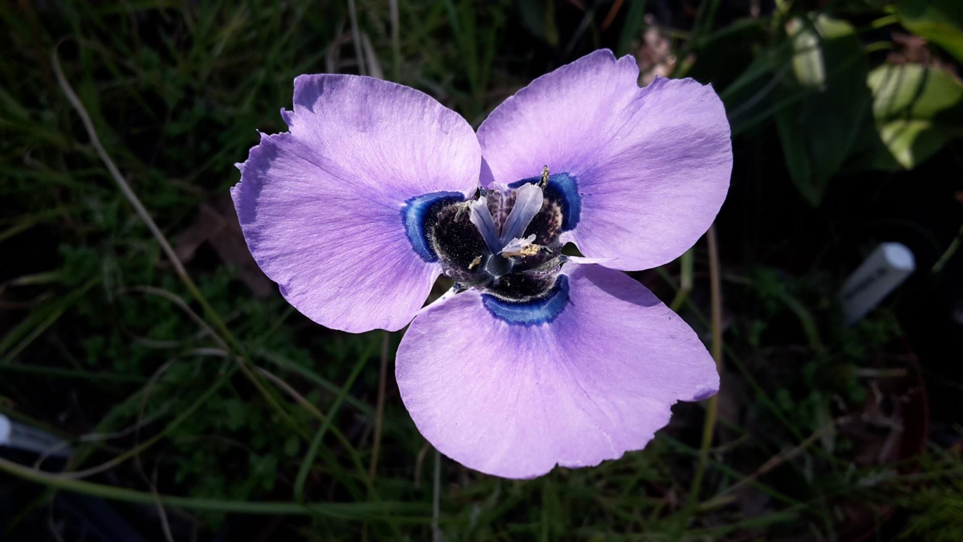 Moraea gigandra - Grootflappie, Perspienktulp, Purple-pink tulip ...