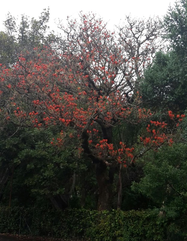 Erythrina abyssinica - Flame tree, Red-hot-poker tree | Stellenbosch ...