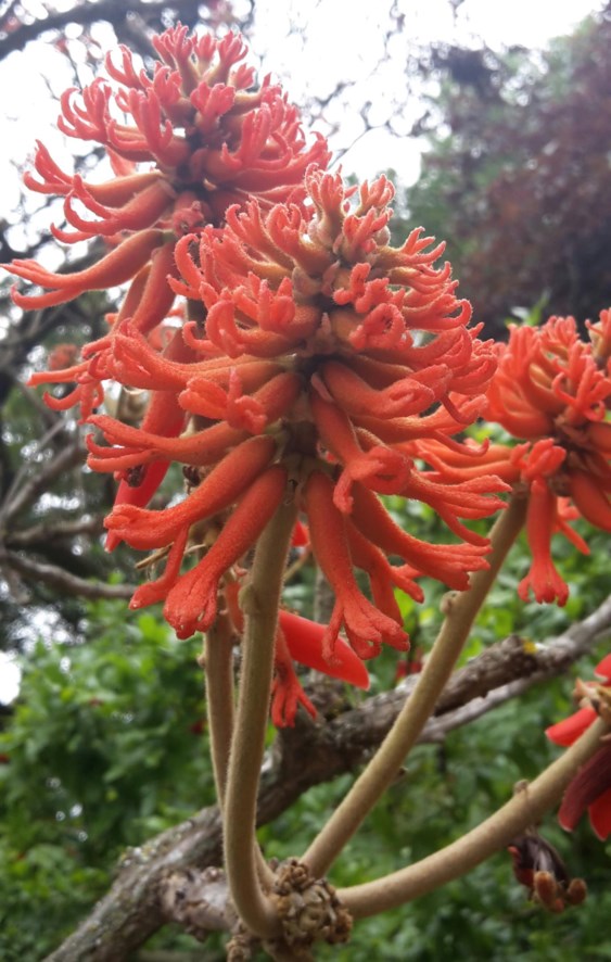 Erythrina abyssinica - Flame tree, Red-hot-poker tree | Stellenbosch ...