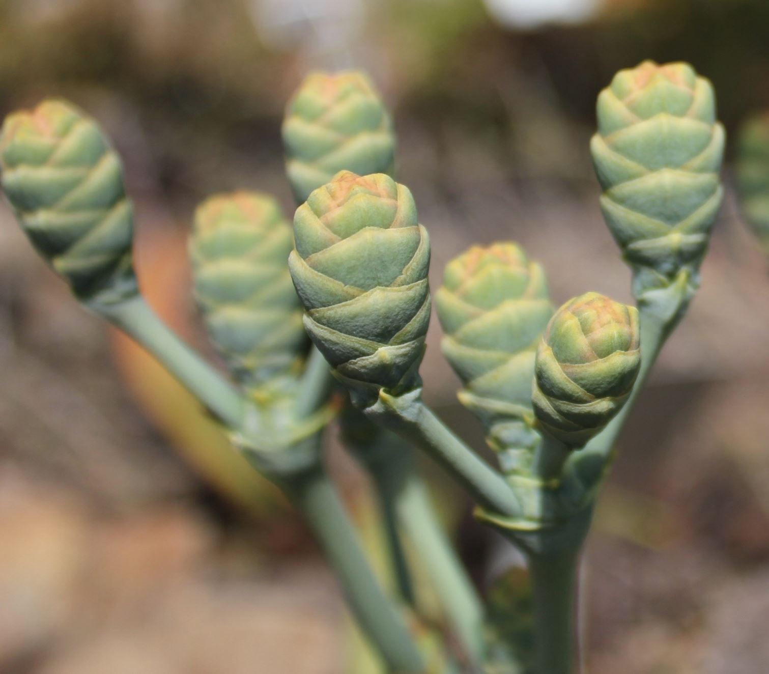 Welwitschia mirabilis - tweeblaarkanniedood, wonderplant, Welwitschia ...