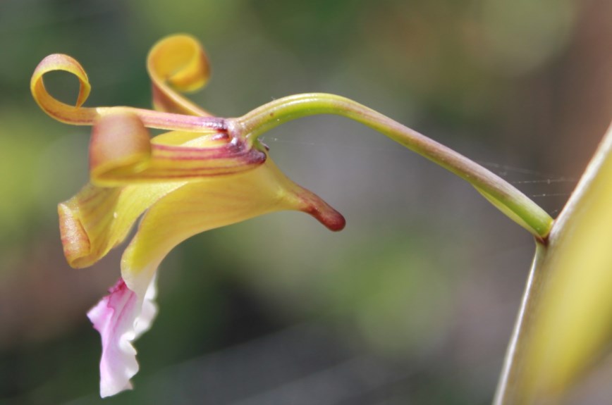 Eulophia petersii - Orchid, Orgidee | Stellenbosch University Botanical ...