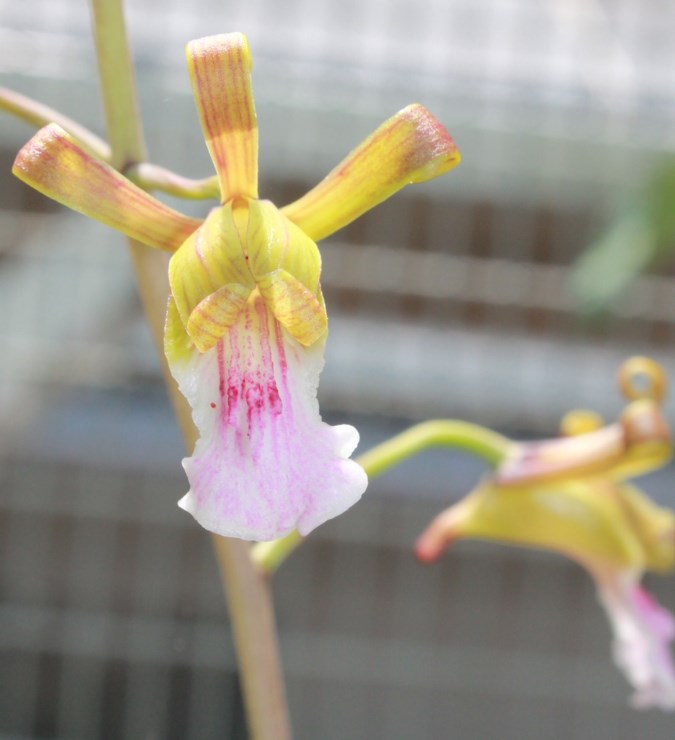 Eulophia petersii - Orchid, Orgidee | Stellenbosch University Botanical ...