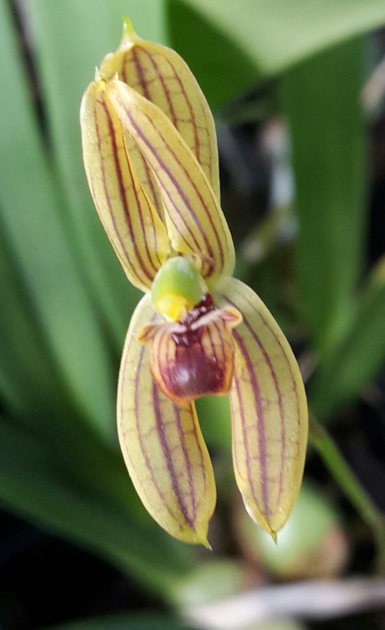 Mormolyca ringens - Rigid mormolyca | Stellenbosch University Botanical ...