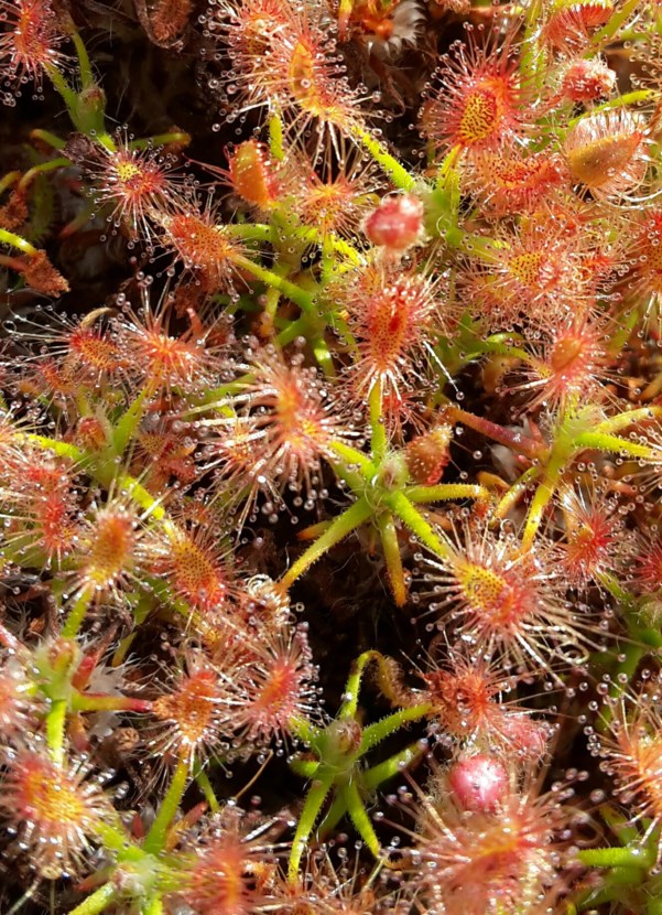 Drosera scorpioides - Sonnedou, Shaggy sundew | Stellenbosch University ...