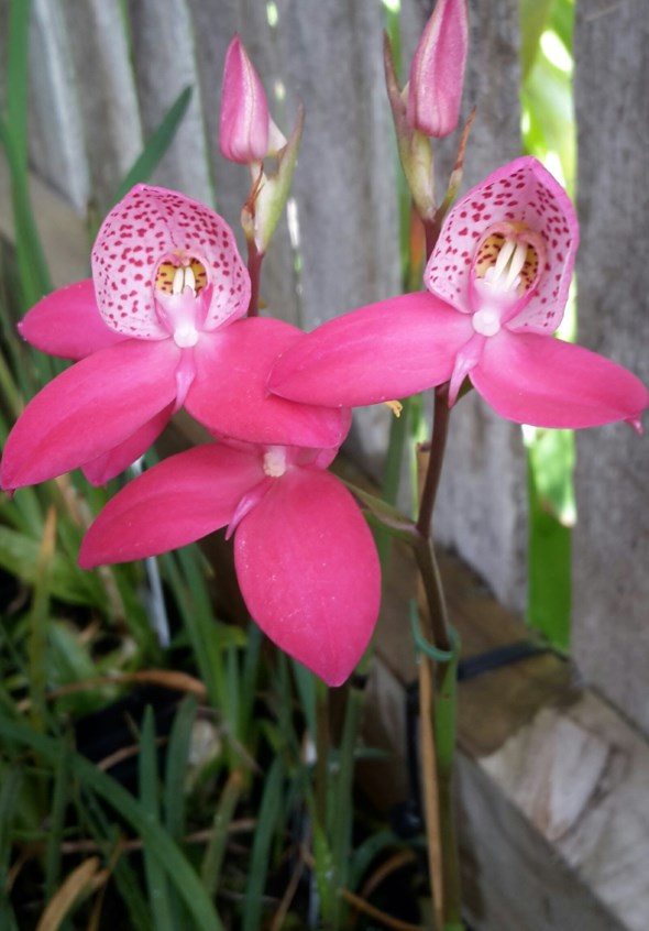 Disa × 'Kewensis' - Disa | Stellenbosch University Botanical Garden ...