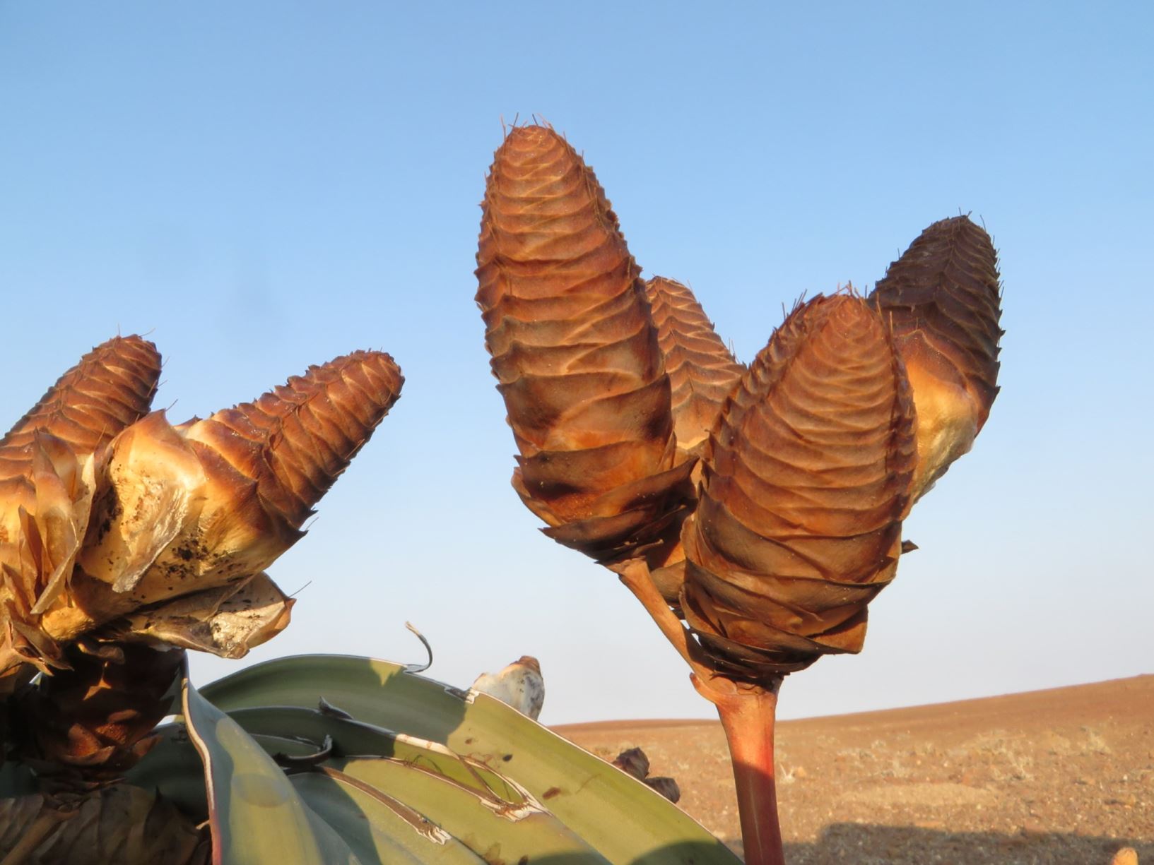 Welwitschia mirabilis - tweeblaarkanniedood, wonderplant, Welwitschia ...