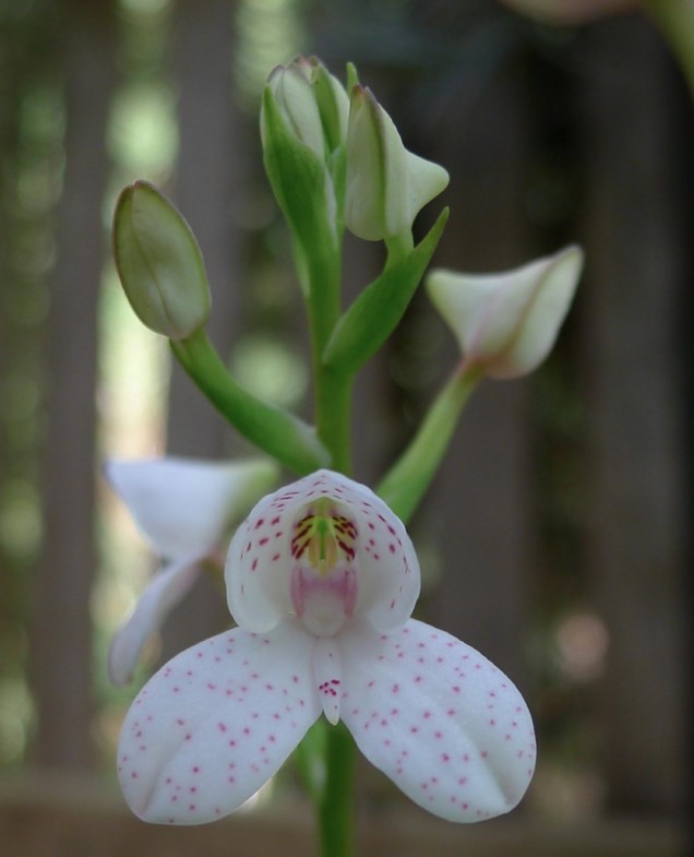 Disa tripetaloides - Disa, Disa | Stellenbosch University Botanical ...